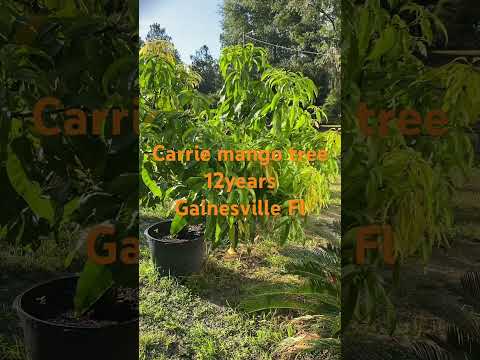 12 yo Carrie Mango grown in Gainesville Florida she’s offering just one mango this year🥲