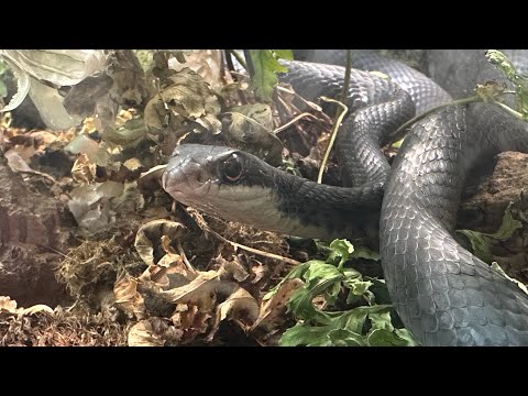 Black Racer Care Guide 2023