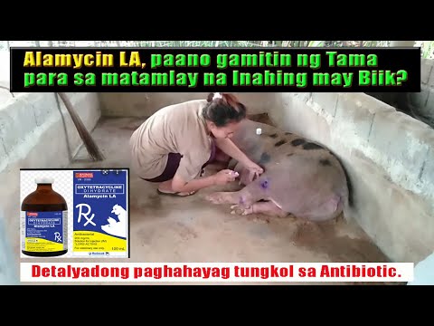 Alamycin LÅ: Paano gamitin ng tama para sa matamlay na Inahing may biik?