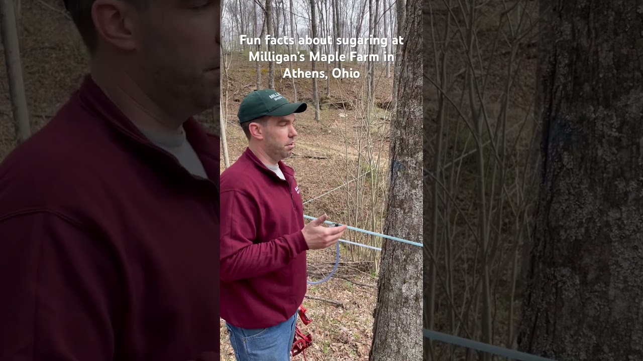 Sustainable farming in action: Milligan’s Maple Syrup and Maple Farm
