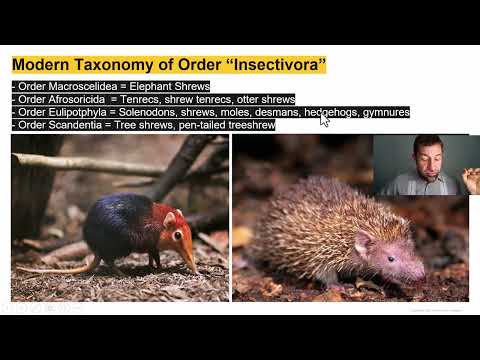 Lecture 2.3_Phylogenetic Classification of Living Mammals
