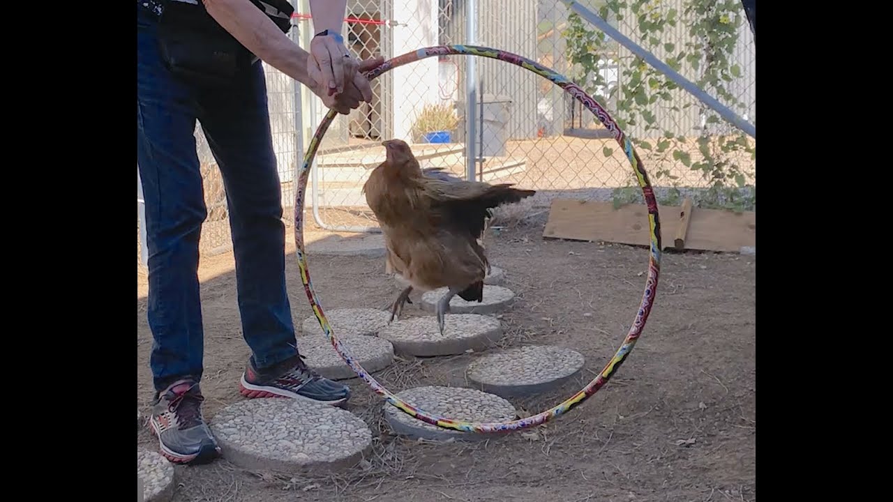 3 easy and fun tricks to train your chickens!