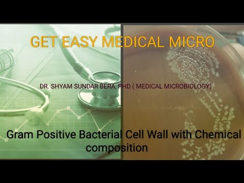 Composition of Gram Positive Bacterial Cell Wall@ Get Easy Medical Micro