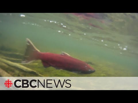 Alaska fishers barred from catching Chinook Salmon as a part of fishing closures