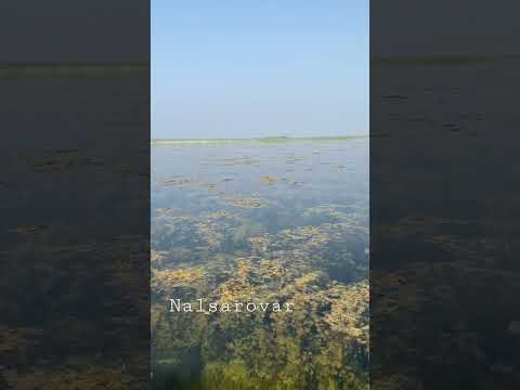 Nalsarovar, Gujarat. Full video coming soon…