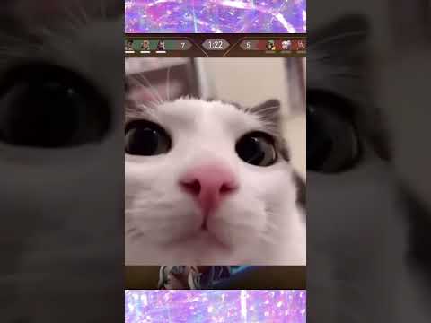 PEW PEW PRE #catcore #pinkcore #valorant #funny #memes #valorantmemes #cat #cats #gaming #explore