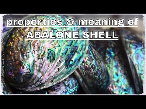 Abalone Shell Meaning Benefits and Spiritual Properties