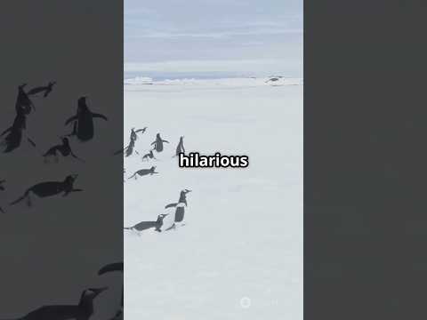 Laugh Out Loud: Hilarious Animations!