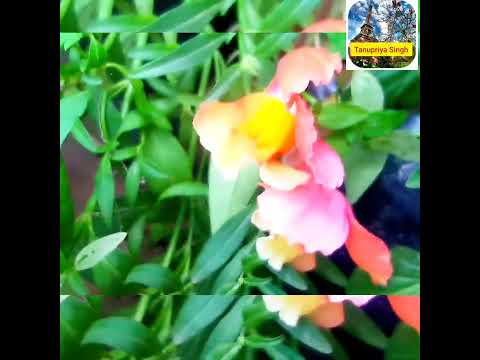 French name of plant- The Snapdragon..Le Muflier/La Gueule de loup.(English-French)