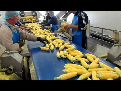 Sweet Corn Machinery at Best Price in India