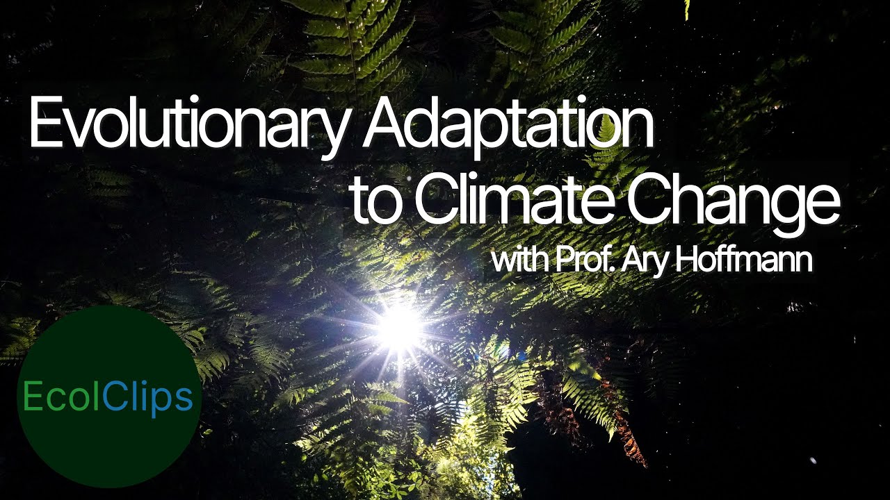 Evolutionary Adaptation to Climate Change with Prof. Ary Hoffmann | EcolClips