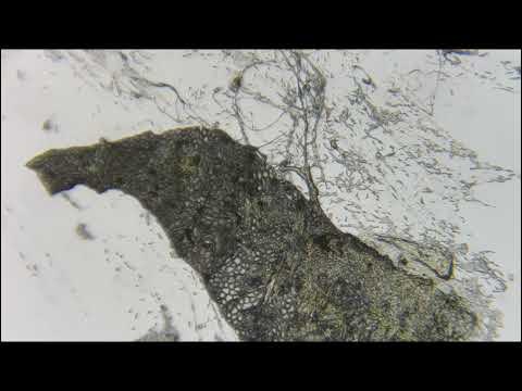 顕微鏡で撮影します 自由研究の資料などに、オーダーメイドで動画・写真を提供