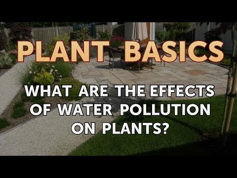 What Are the Effects of Water Pollution on Plants?