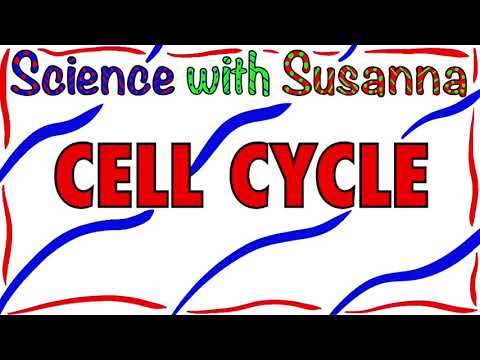 Cell Cycle