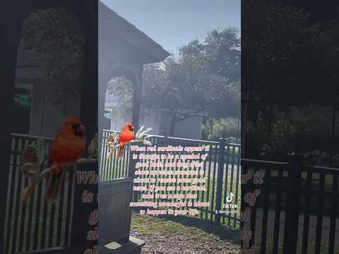 Red cardinal spiritual meaning ✨