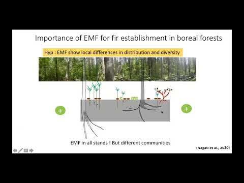 Facilitation of fir growth by ectomycorrhizal fungi in boreal forest by Mélanie Roy