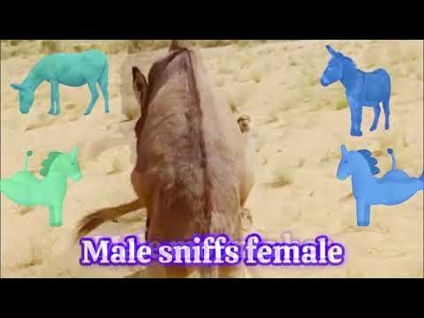 New Donkey Mating video #donkey #donkeylovers #donkeymating