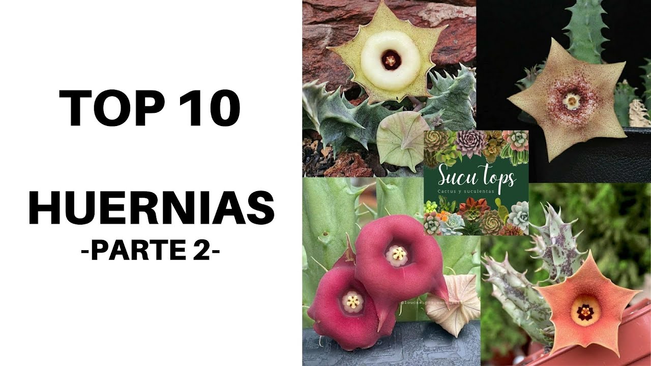 TOP 10 HUERNIAS, PARTE 2