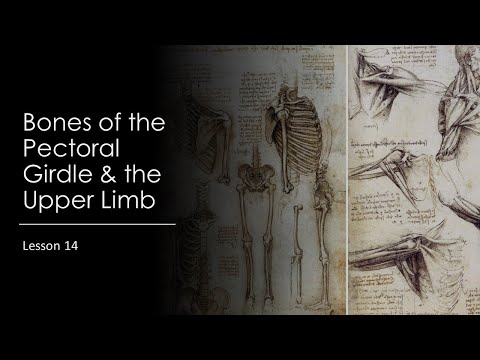 Lesson 14 Bones of the Upper Limb
