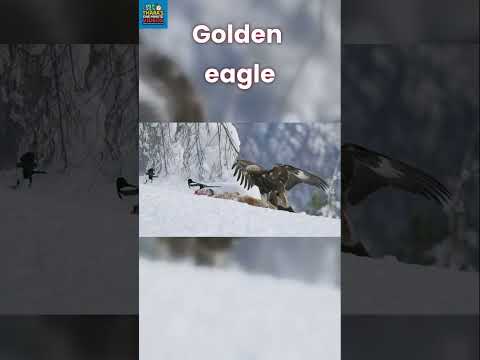 Albania π¦π±: Castles, Eagles & Culture in 60 Seconds! π°π¦
#60secondfacts #facts
