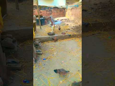 White jungle fowl and red fowl with hybrid