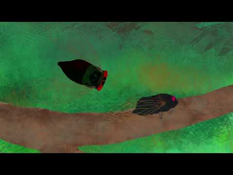 Anim8Nature: 17-Year Cicada Life Cycle
