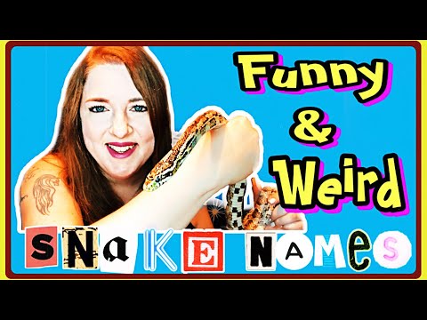 Funny and Weird Snake Names |Asclepion is still crazy|#snakes #funnynames #elliesnakelady