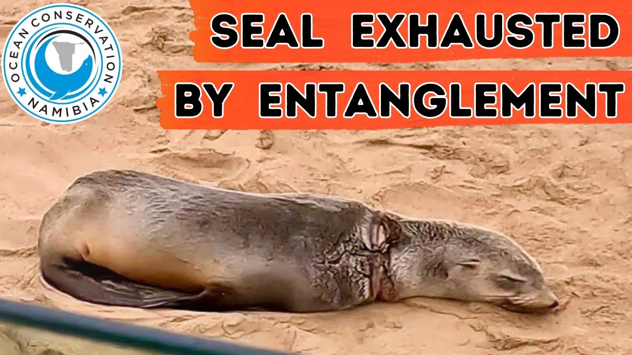 Seal Exhausted By Entanglement