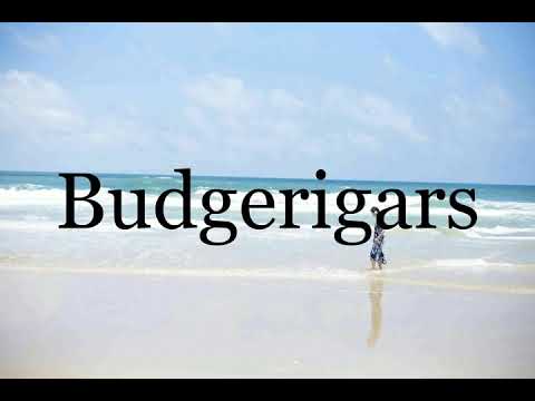 How To Pronounce Budgerigars🌈🌈🌈🌈🌈🌈Pronunciation Of Budgerigars