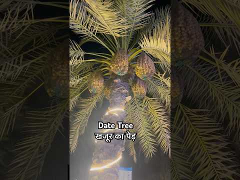 Date Tree-Date Tree #datestree #khazoorped #viralshorts