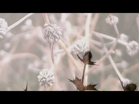The Sound of Gaia | Sea Breeze | Ambient Music, Deep Focus, Relaxation, Meditation, Studying