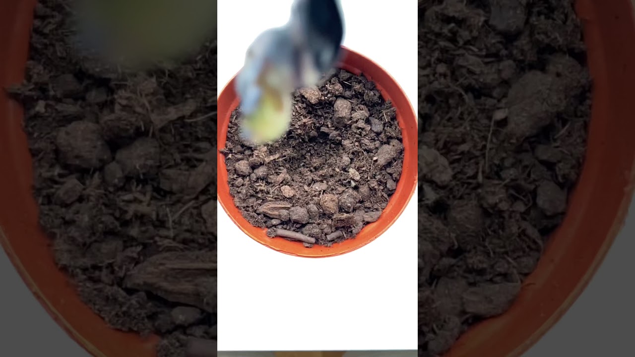 Growing Blueberries | creative explained