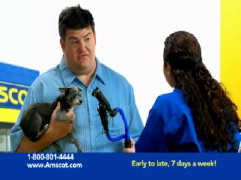 Amscot Aye Chihuahua Video