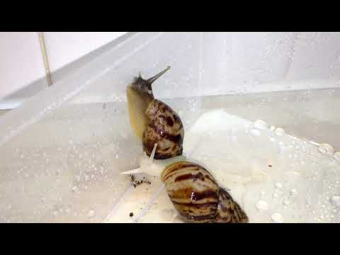 Giant African Land Snails- Reticulata Albino+Dark