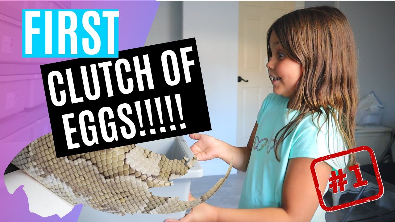 First Video, First Clutch // Pulling Our Very First Ball Python Eggs!