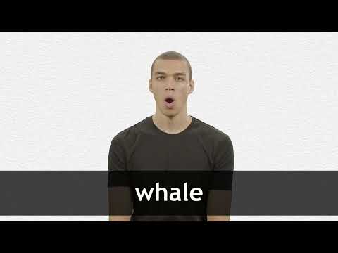 How to pronounce WHALE in American English