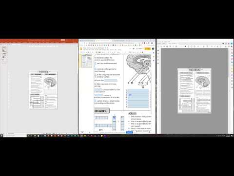 The Brain - Homework Review Worksheet / Test Prep (by Tangstar Science)