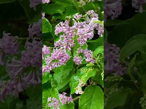Summer rain knocks on the leaves. Lilac flowers. #nature #travel #lilac #leaflet #rain#wind #green
