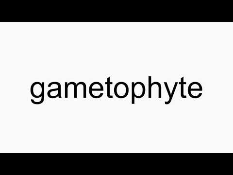 How to pronounce gametophyte