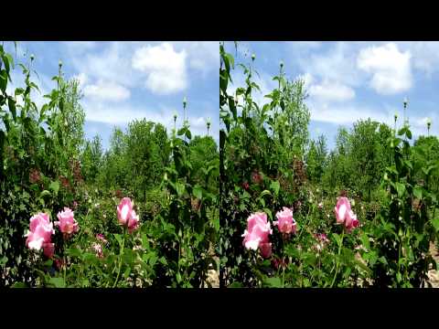 Nature in VR 3D (Camileo Z100) Stereoscopic video Oculus Go & Quest