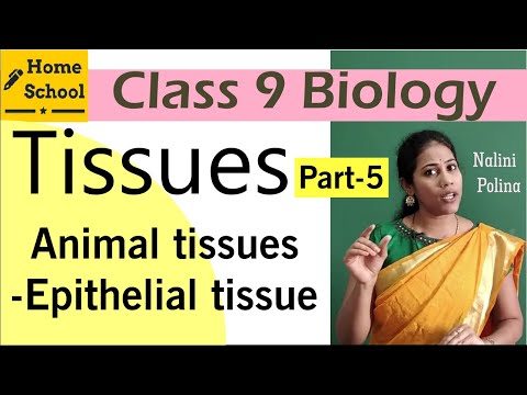 Tissues- 5 Video Lecture - Crash Course for Class 9 (English)