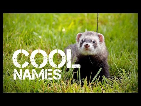 boy ferret names that start with b