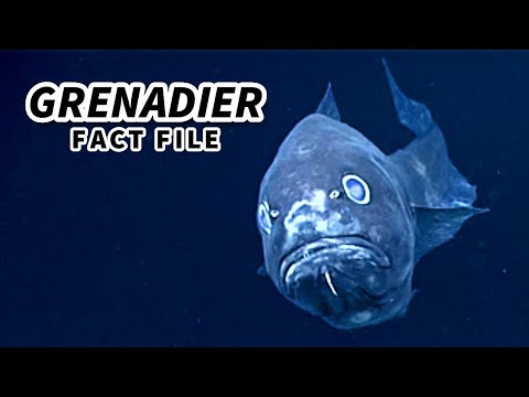 Grenadier Fish Facts: the RATTAIL FISH 🐀 Animal Fact Files