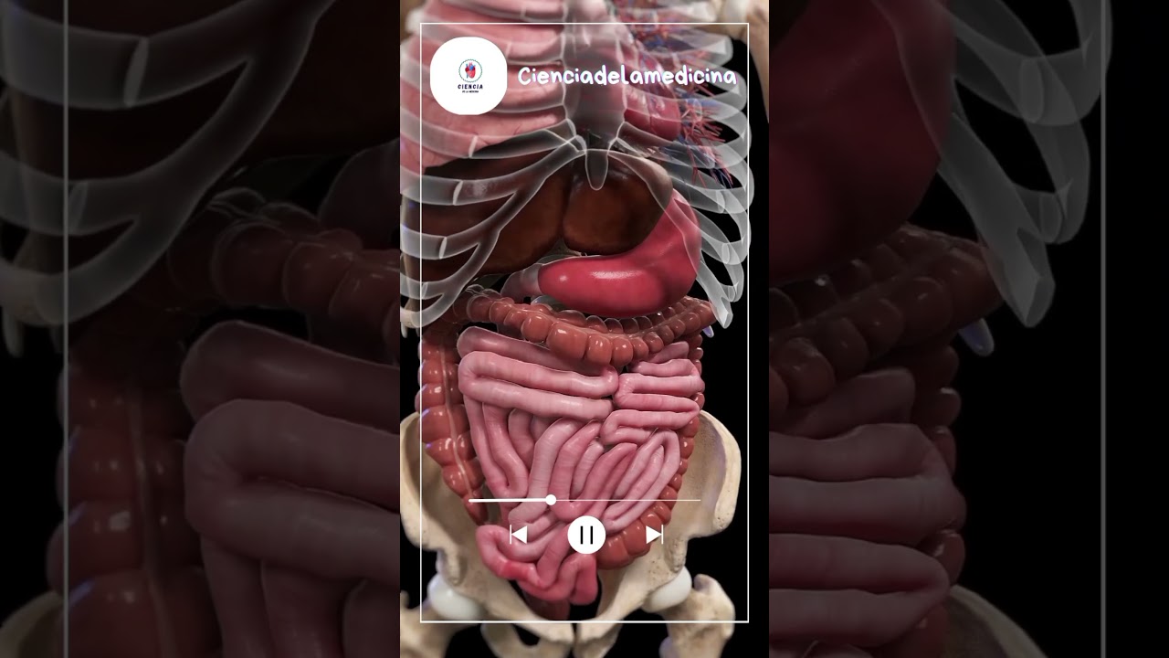 Cuerpo humano #humano #cuerpo #anatomía #anatomy #hospital #medicina #enfermeria #organos #sistemas