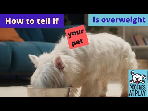 How to tell if your dog is overweight - Body condition scoring