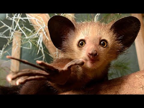 The Aye-Aye - Animal of the Week