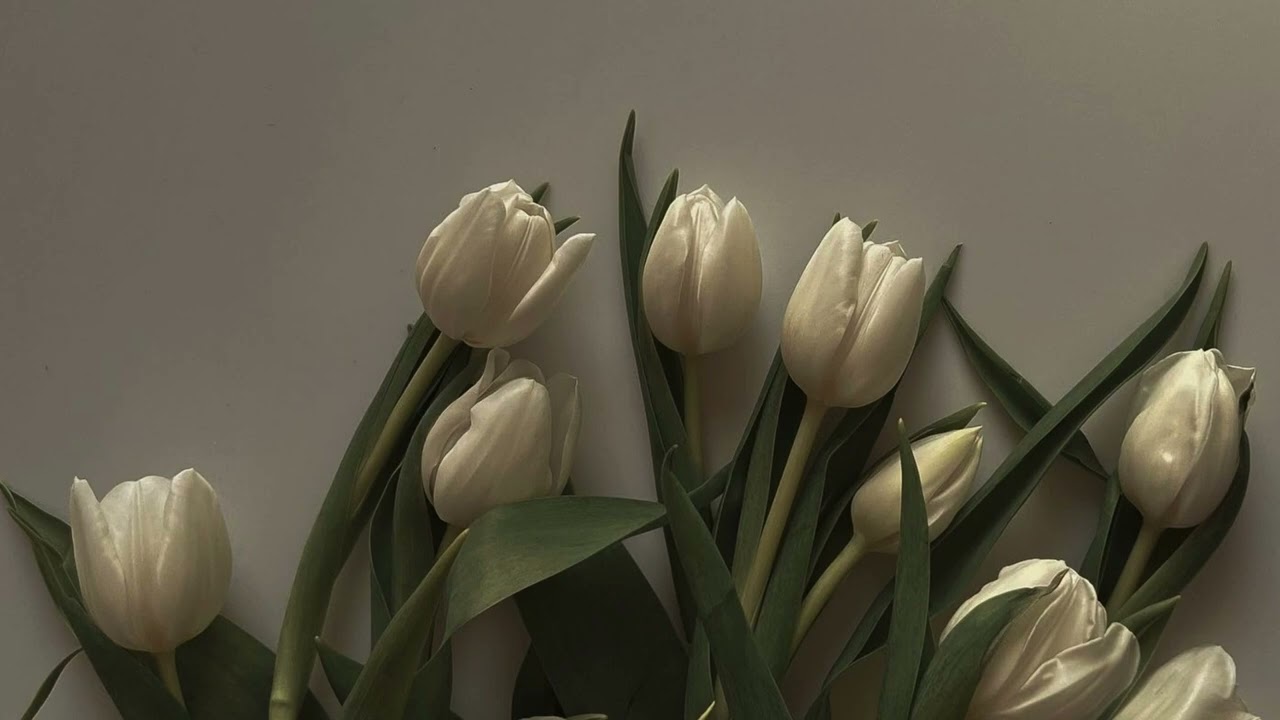 4k White Tulips Neutral Background Tv Screensaver | Tv wallpaper | Minimalist | Aesthetic