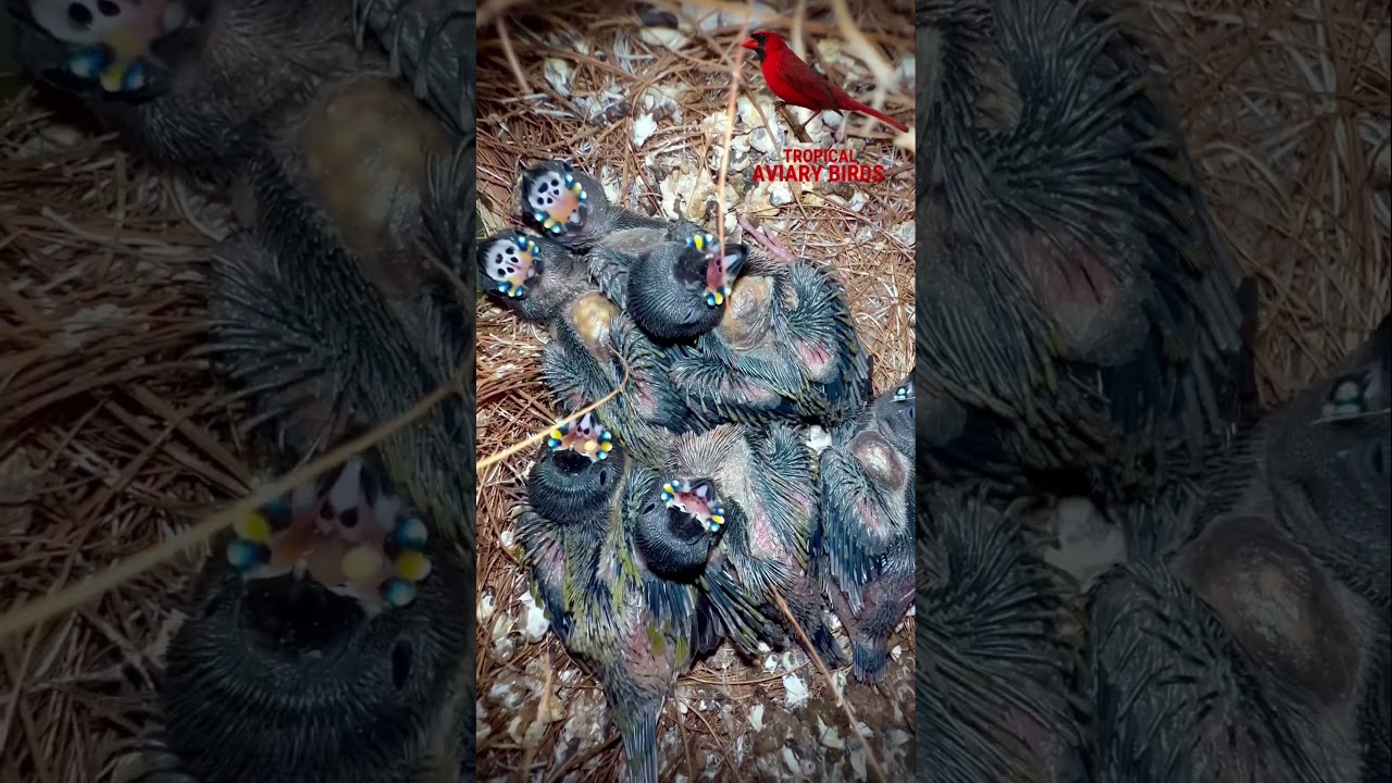 baby birds - gouldian finch chicks - bird sounds #birds #bird #nature #animals