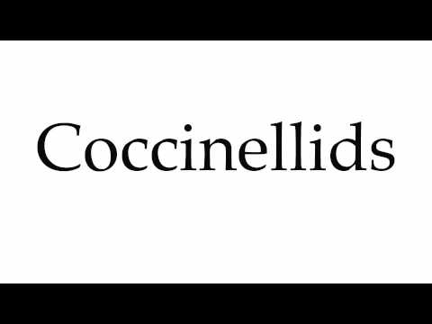 How to Pronounce Coccinellids