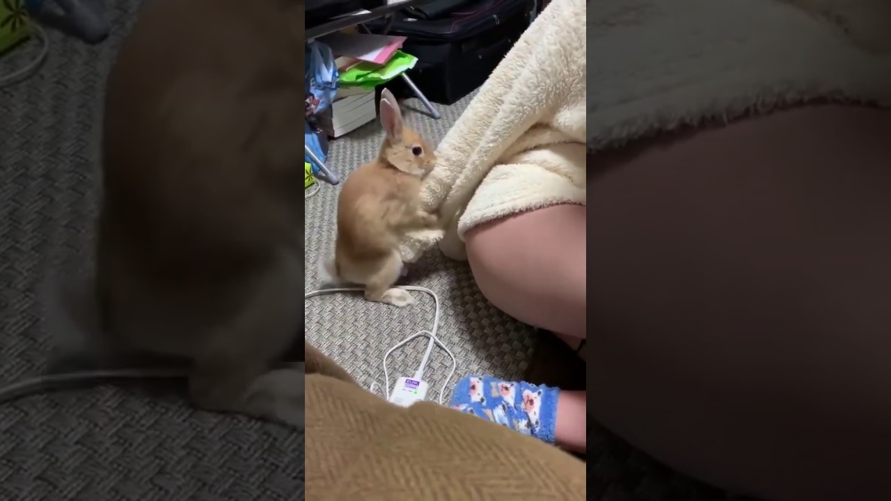 bad bunny - Hilarious rabbit humps girls hand